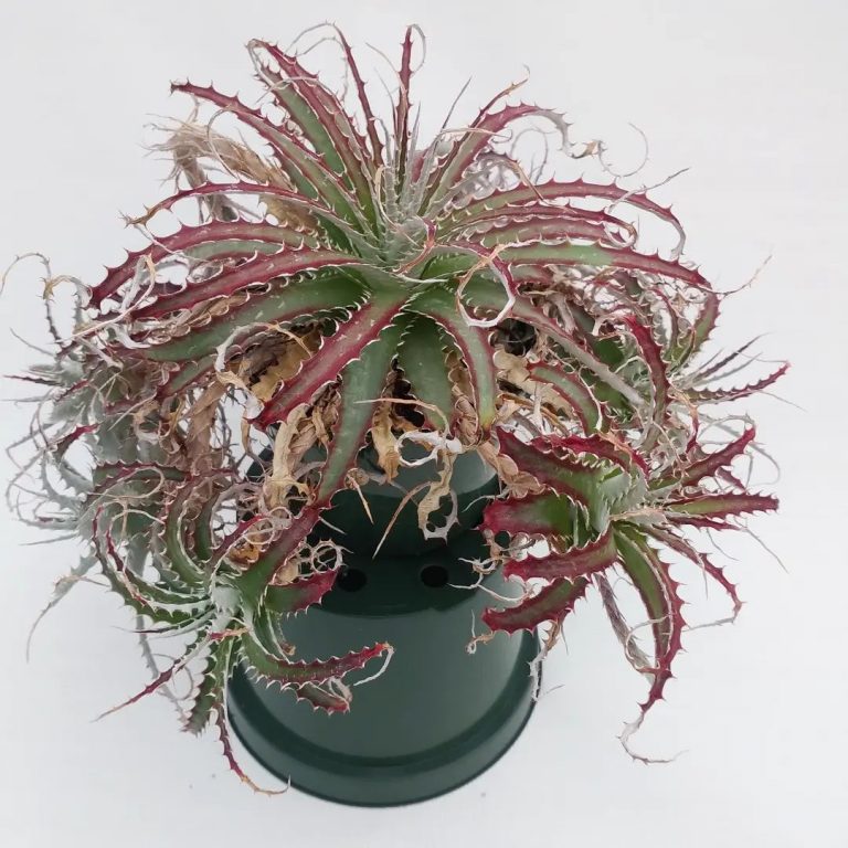 Hechtia pumila – Andys Bromeliads