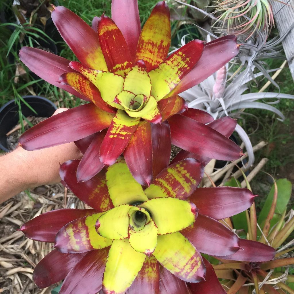 Neoregelia – Andys Bromeliads