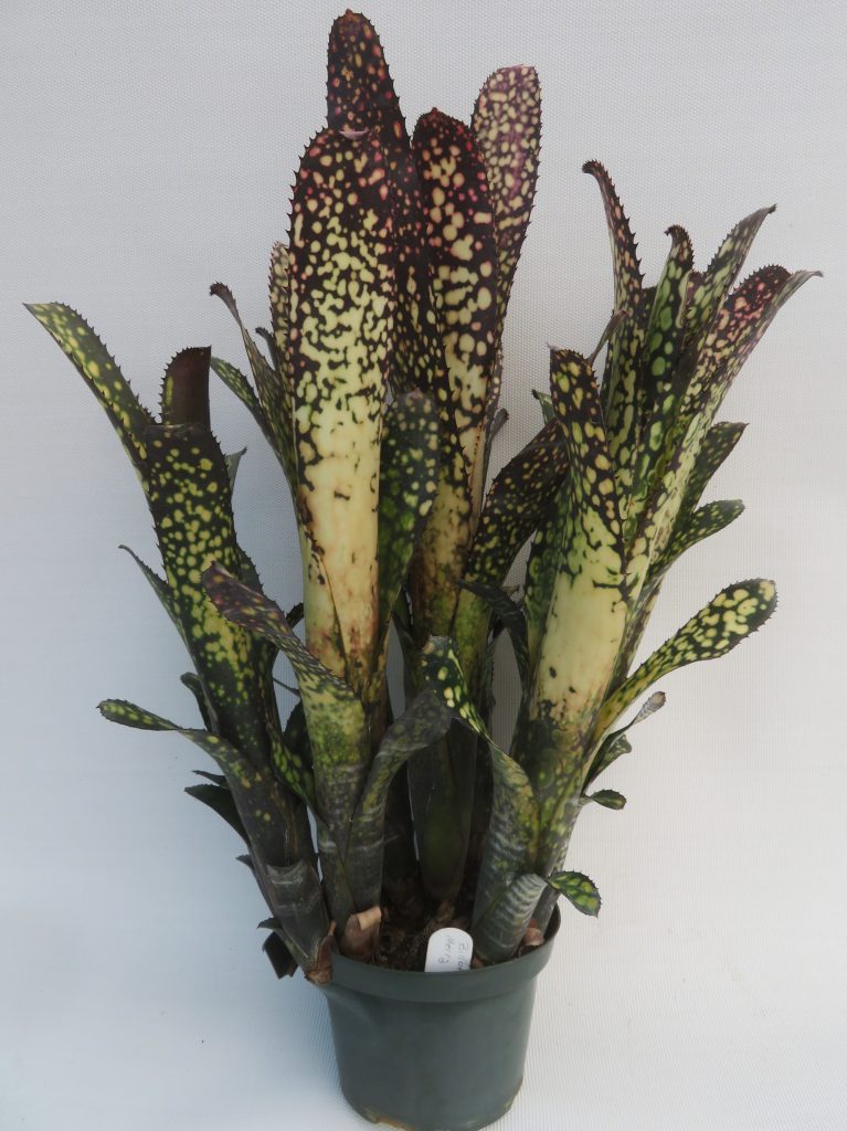 Billbergia Merrie Monarch – Andys Bromeliads