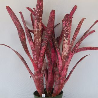 Andys Bromeliads – Home of unusual and high quality bromeliads