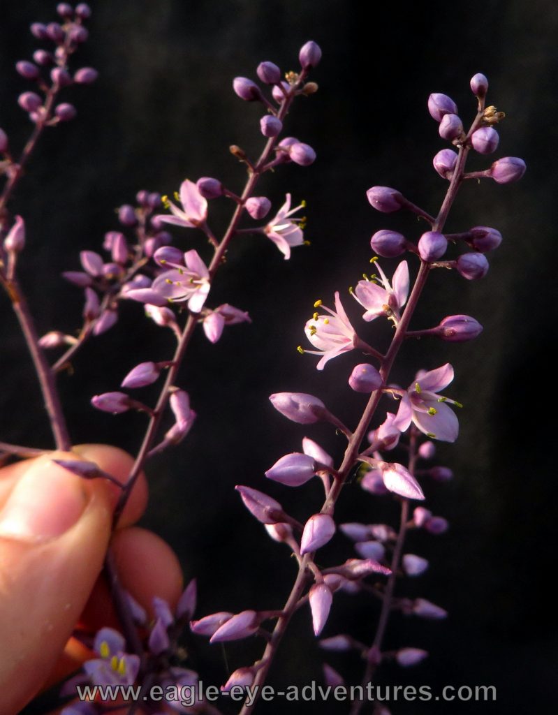 Hechtia tillandsioides – Andys Bromeliads