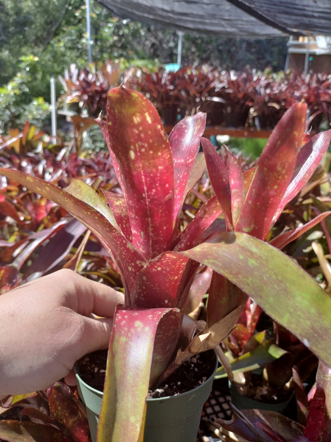 Neoregelia Ruby Throat – Andys Bromeliads