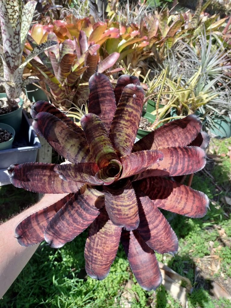 Neoregelia Screaming Tiger x Hannibal Lecter – Andys Bromeliads