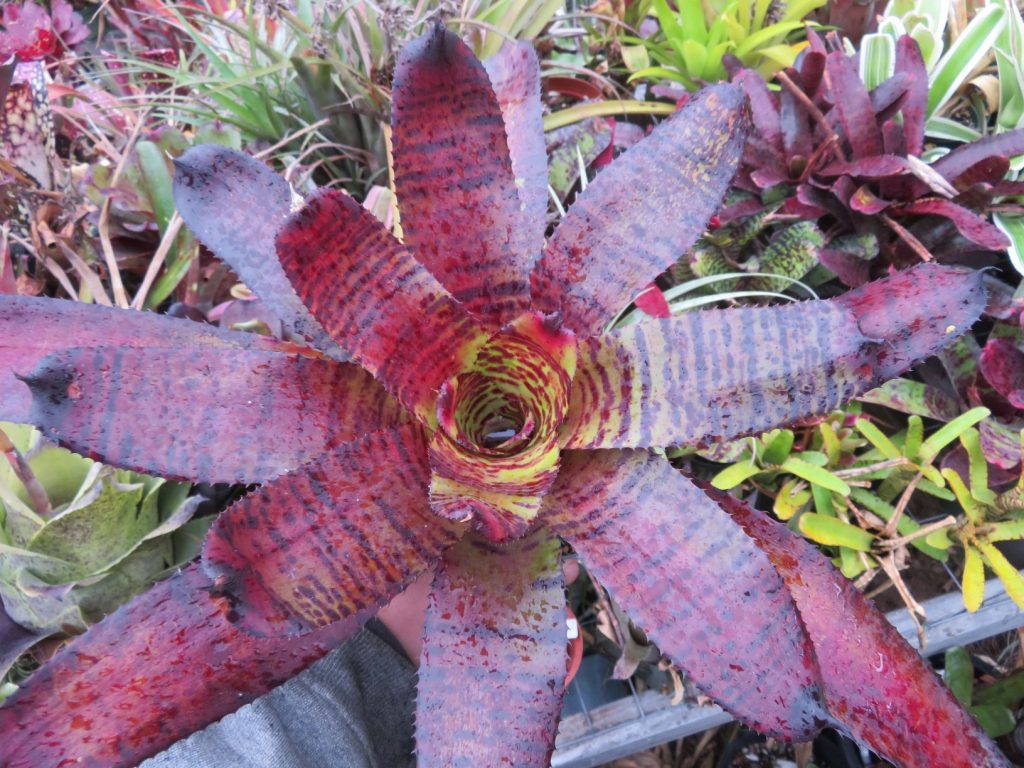 Neoregelia Norman Bates x Blushing Tiger – Andys Bromeliads